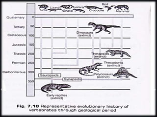 EVOLUTION CLASS 12 | PPTX