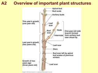 Plant structure and growth 2 | PPT