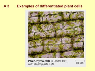 Plant structure and growth 2 | PPT