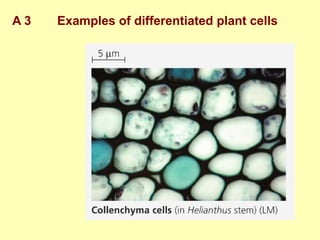 Plant structure and growth 2 | PPT