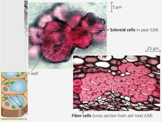 Plant structure and growth 2 | PPT