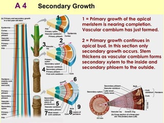 Plant structure and growth 2 | PPT