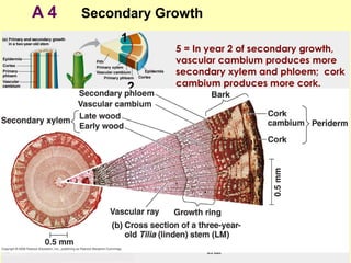 Plant structure and growth 2 | PPT