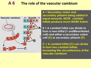 Plant structure and growth 2 | PPT