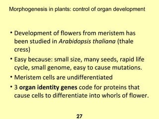 Plant structure and growth 2 | PPT