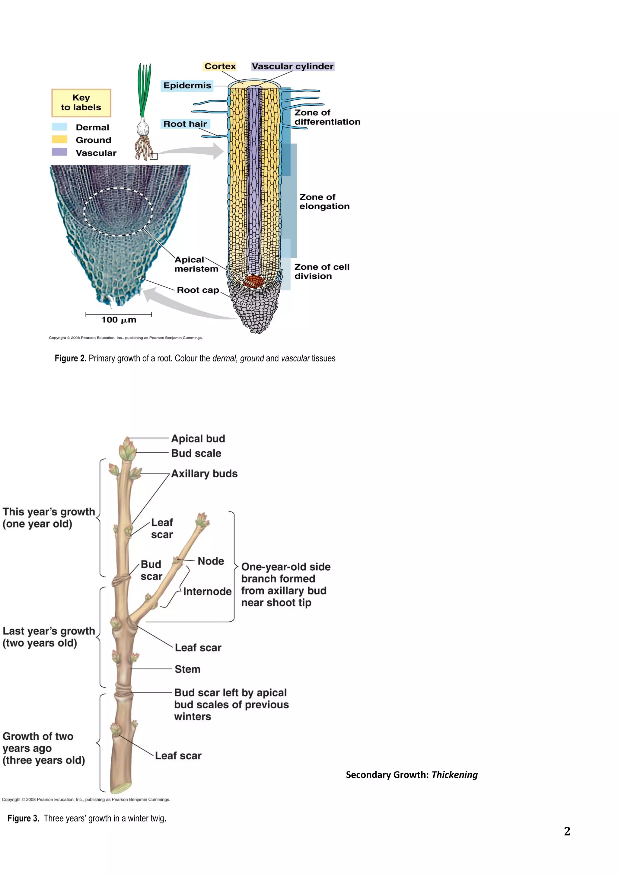 Plant structure and growth 1 | DOC