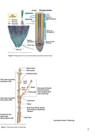 Plant structure and growth 1 | DOC