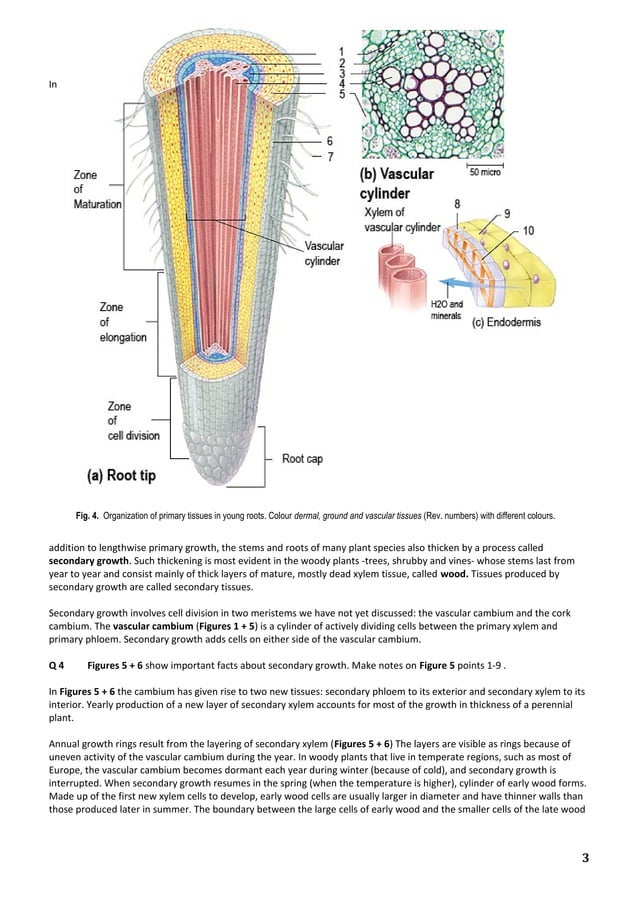 Plant structure and growth 1 | PDF