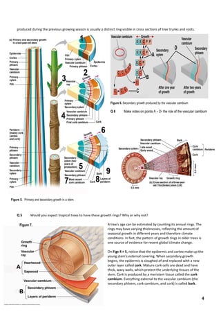 Plant structure and growth 1 | DOC