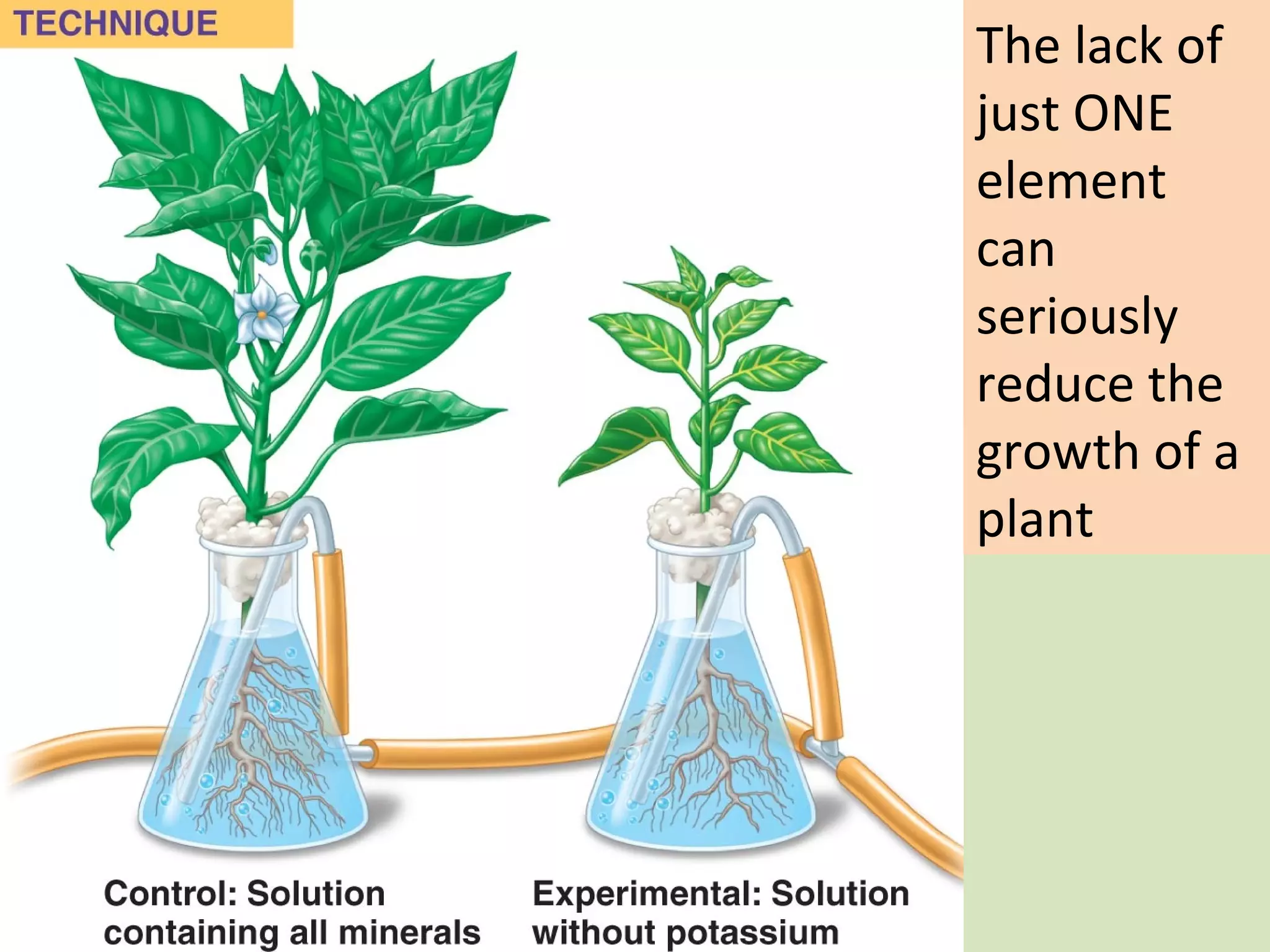 Plant nutrition | PPT | Agriculture | Industries