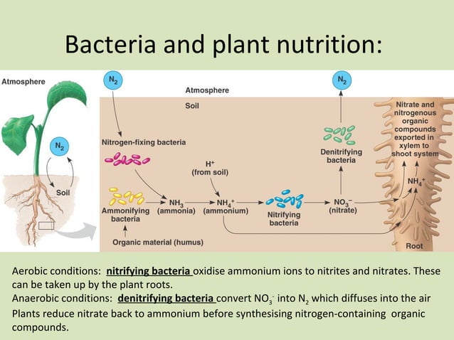 Plant nutrition | PPT | Agriculture | Industries