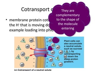 Plant transport | PPT