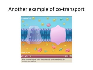 Plant transport | PPT