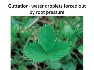 Plant transport | PPT