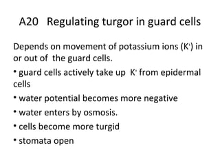 Plant transport | PPT