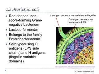 Bio305 2012 Lecture 1 on E. coli | PPTX