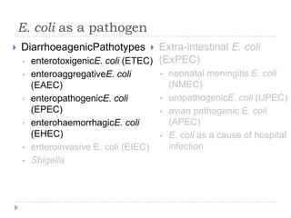Bio305 2012 Lecture 1 on E. coli | PPT