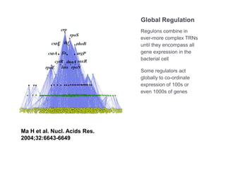 Bio305 Lecture on Gene Regulation in Bacterial Pathogens | PPTX