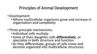 Bio 306_ Introduction to animal development LT 1-1.pptx