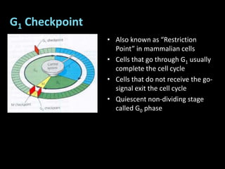 Cell Cycle Control Mechanisms | PPTX