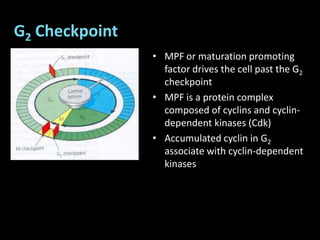 Cell Cycle Control Mechanisms | PPTX