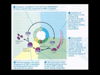 Cell Cycle Control Mechanisms | PPTX