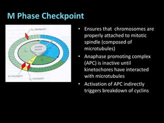 Cell Cycle Control Mechanisms | PPTX