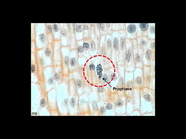 BIO3 Mitosis Lab | PPT