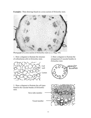 Squash Petiole Microscope Slide