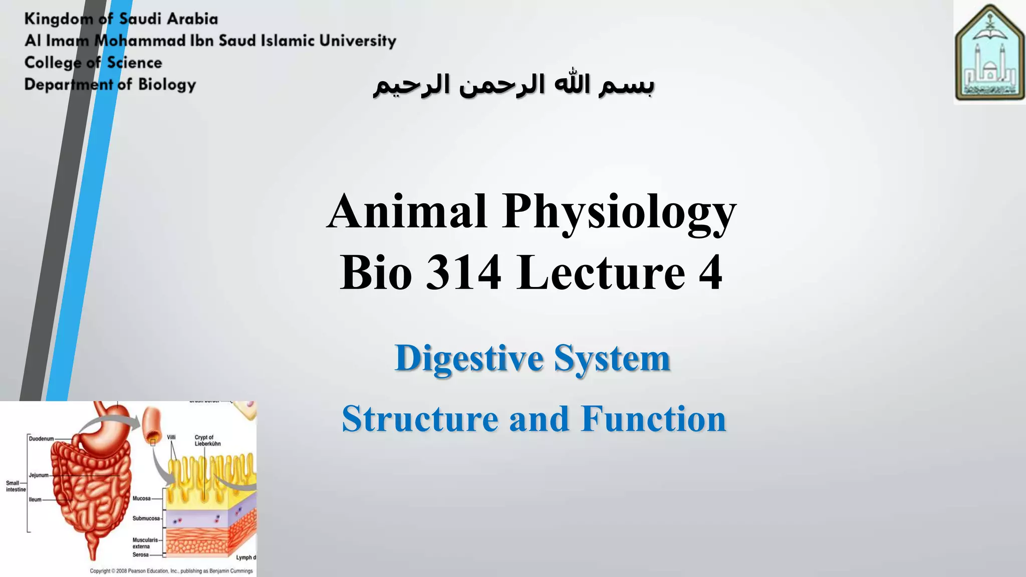 Digestive system | PPT