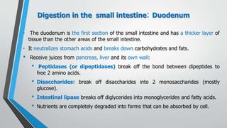 Digestive system | PPT