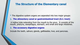 Digestive system | PPT