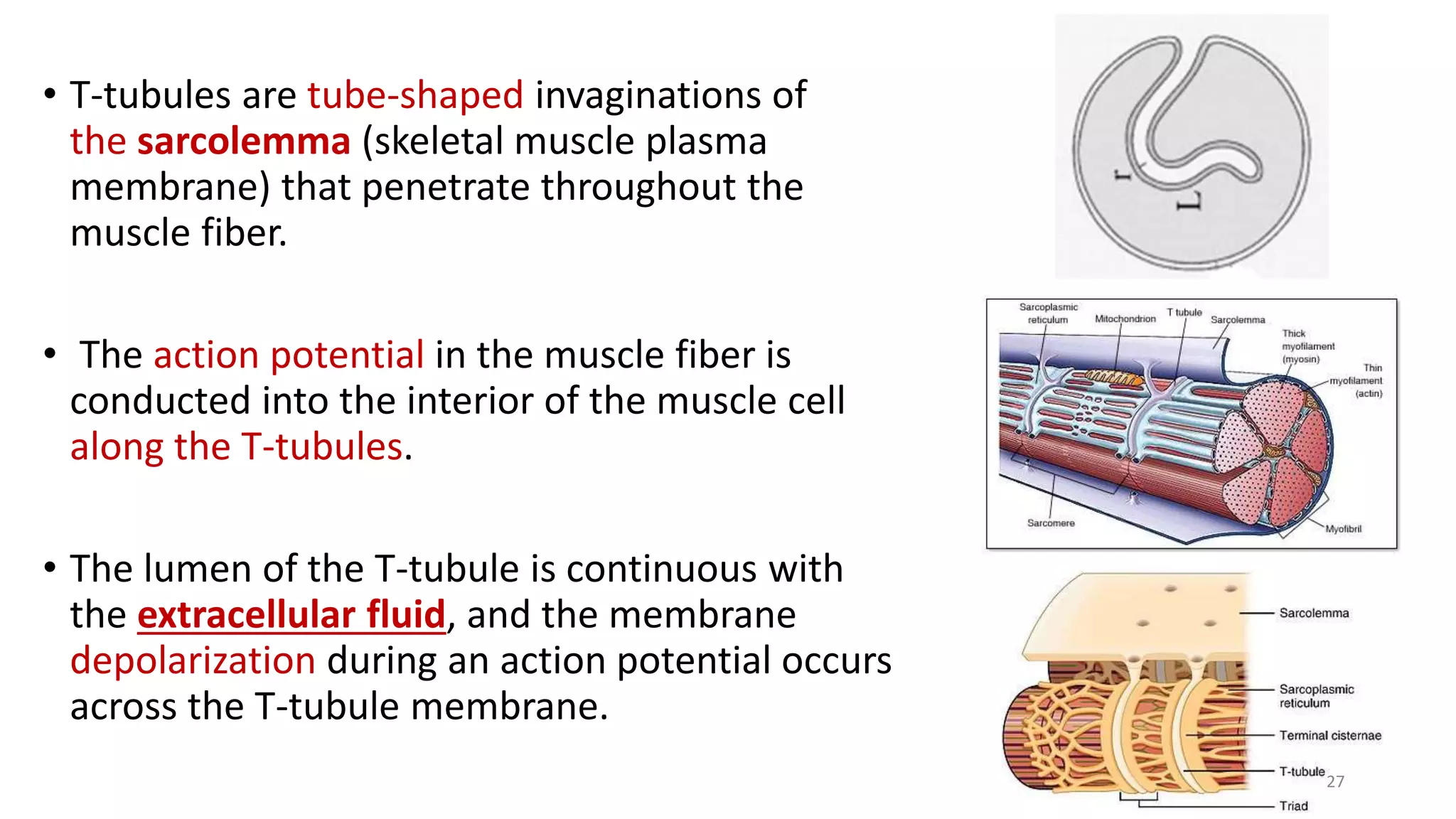 Muscular system | PPTX