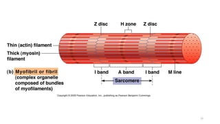 Muscular system | PPTX