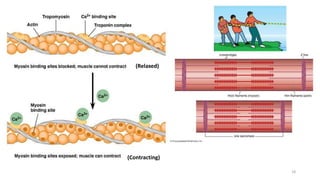 Muscular system | PPTX
