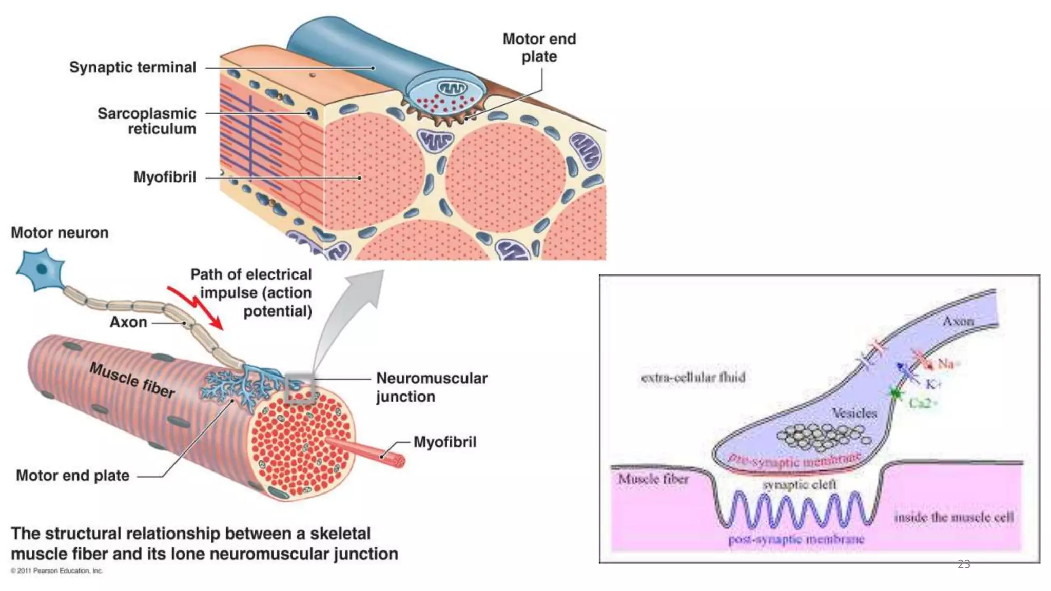 Muscular system | PPTX