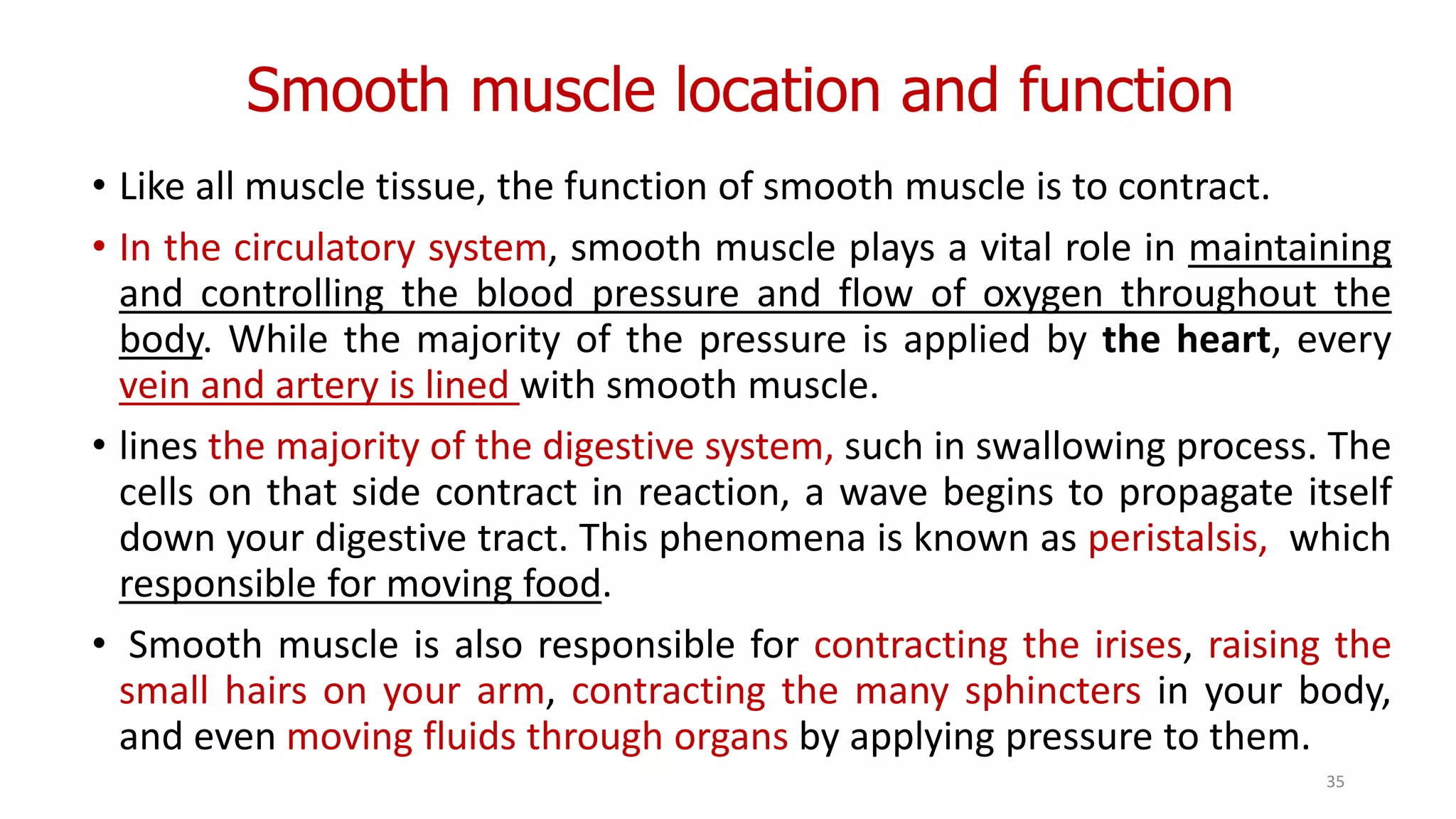 Muscular system | PPTX