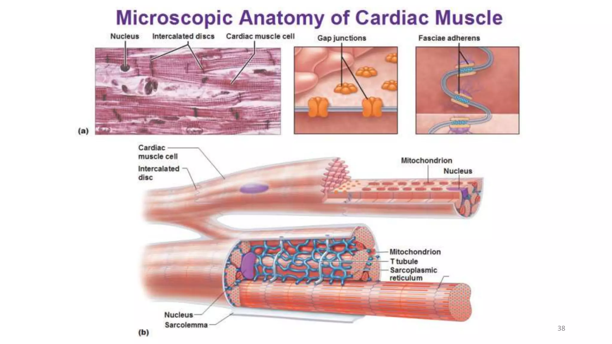 Muscular system | PPTX