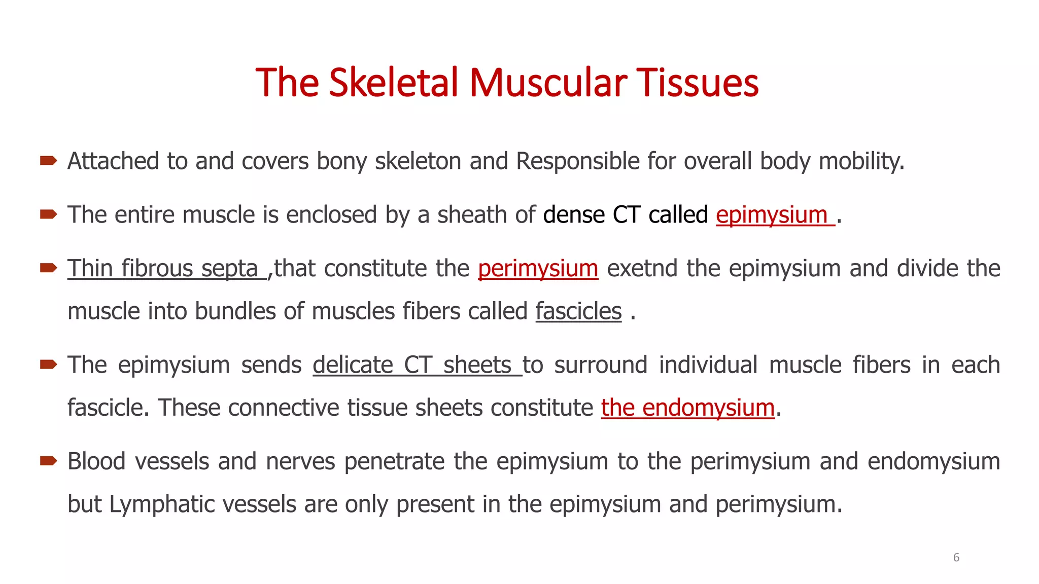 Muscular system | PPTX