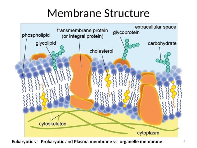 Bio 350- Ch 11.pptx Molecular Biology Columbia College | PPT