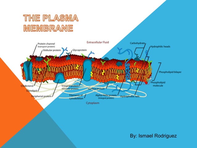 Bio 351 plasma membrane extra credit | PPT