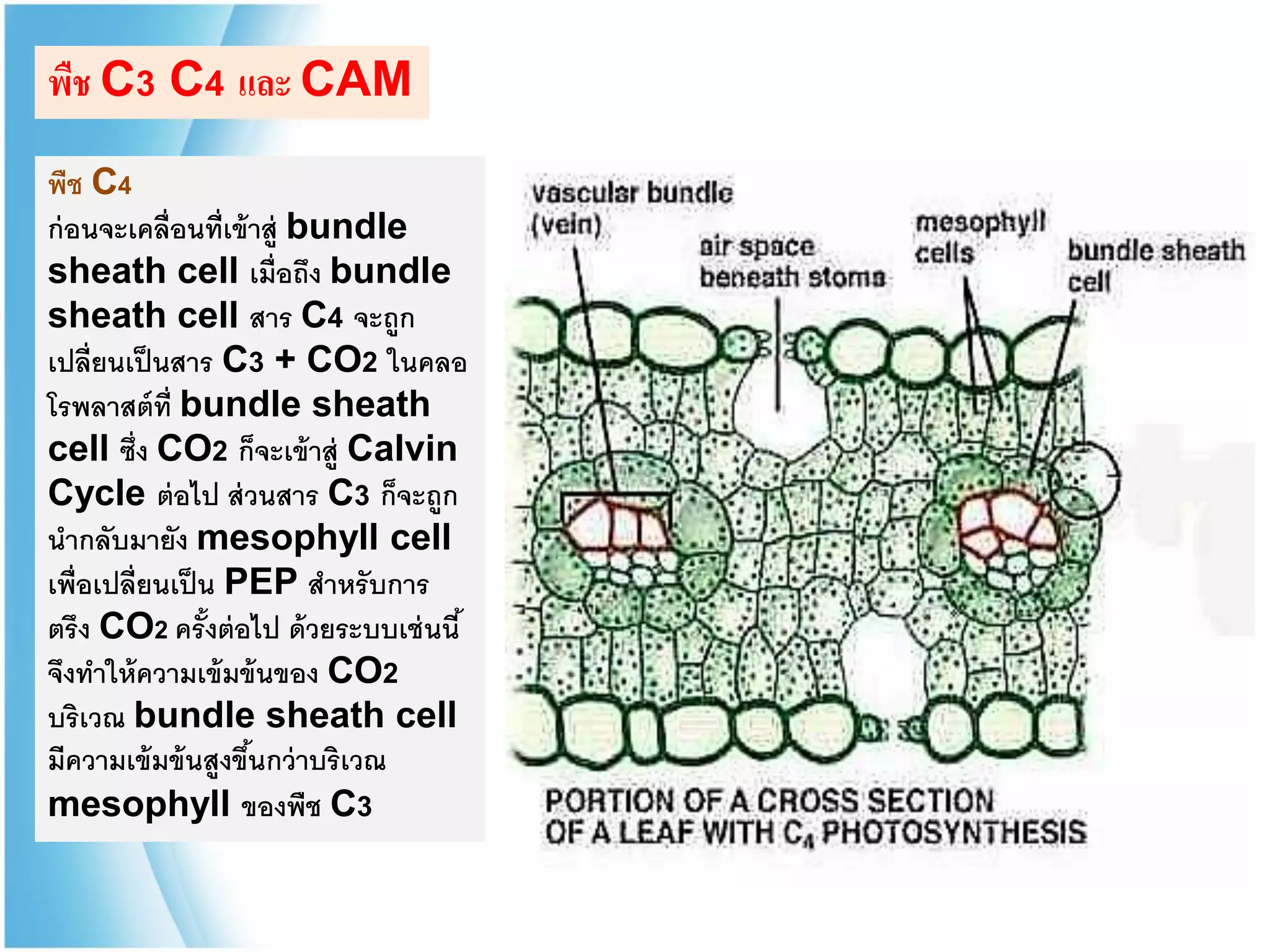 Bio3 62 photosyn_2 | PPT