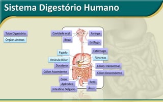 Digestão Humana | PPSX