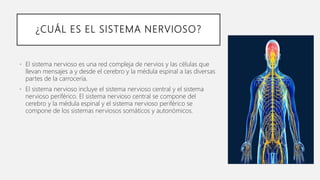 El sistema nervioso | PPTX