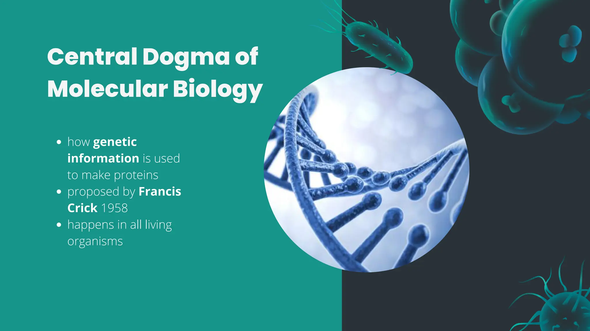 CENTRAL DOGMA OF MOLECULAR BIOLOGY, SENIOR HIGH SCHOOL | PDF
