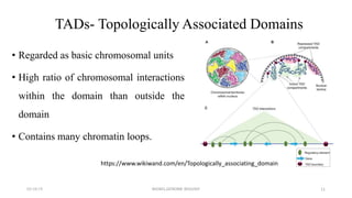 spatio-temporal developmental dynamics of chromosome organization | PPT