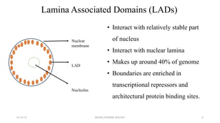 spatio-temporal developmental dynamics of chromosome organization | PPT