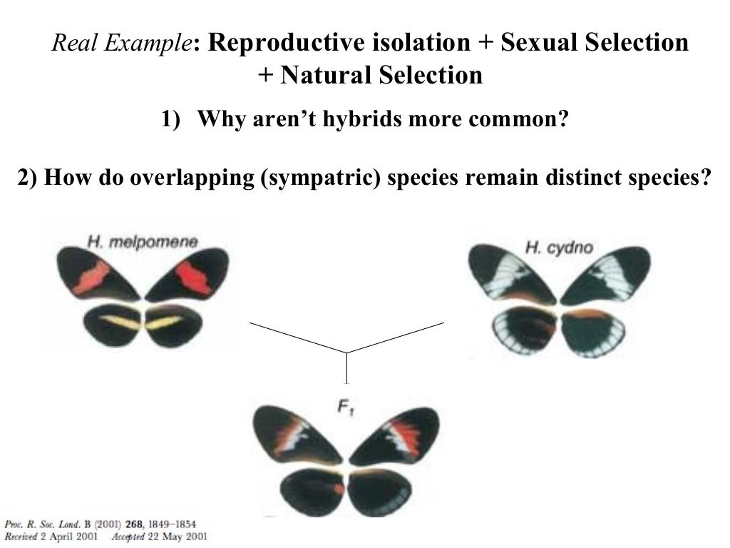 Bio413 07 sympatric_speciation_species concepts_allopatric_speciation…