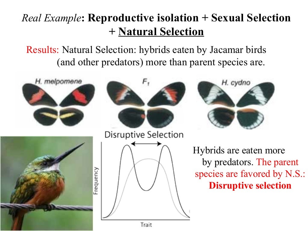 Bio413 07 sympatric_speciation_species concepts_allopatric_speciation…