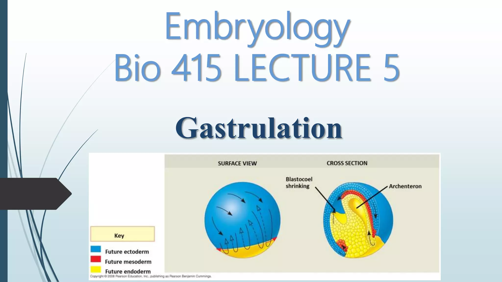 Gastrulation | PPT